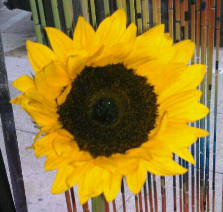 Jessica M. Lopez | Illustration